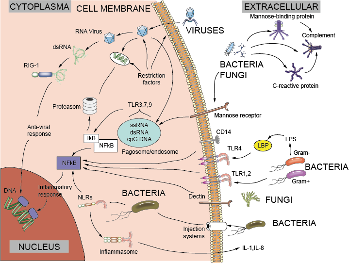 Receptors of the Innate Immune System - Creative Diagnostics